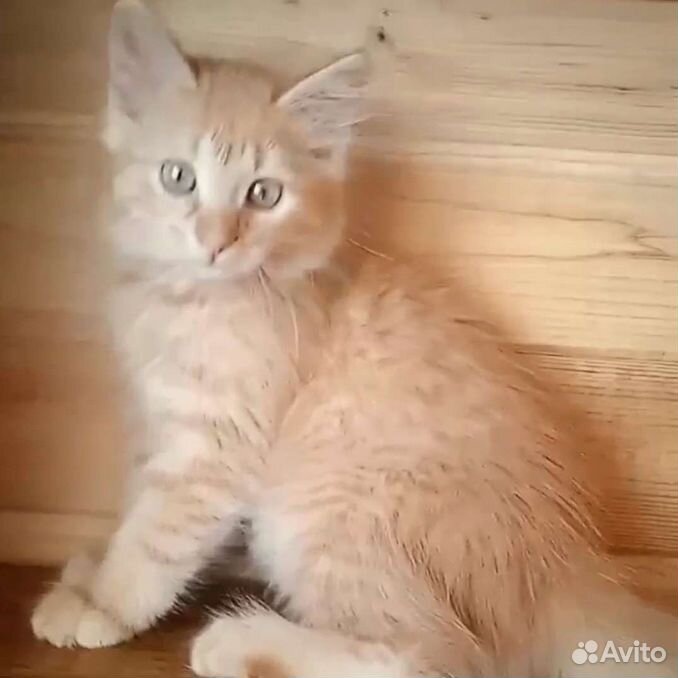 Редкая рыжая кошечка ищет дом