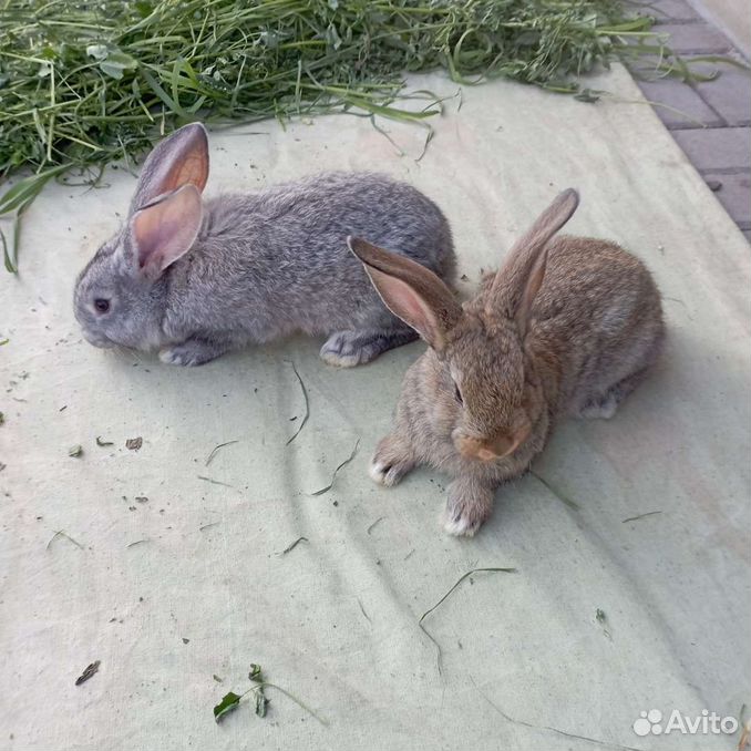 Кролики, Серый Великан, 1 месяц