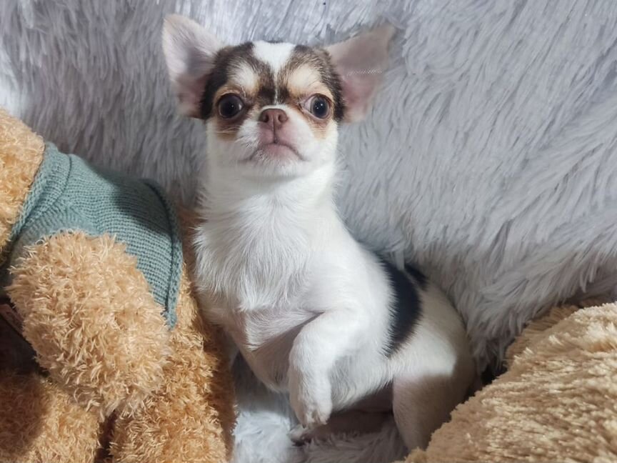 Девочка чих