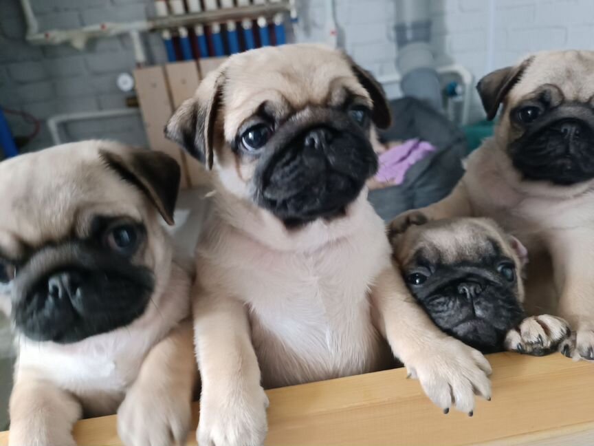 Щенки мопса