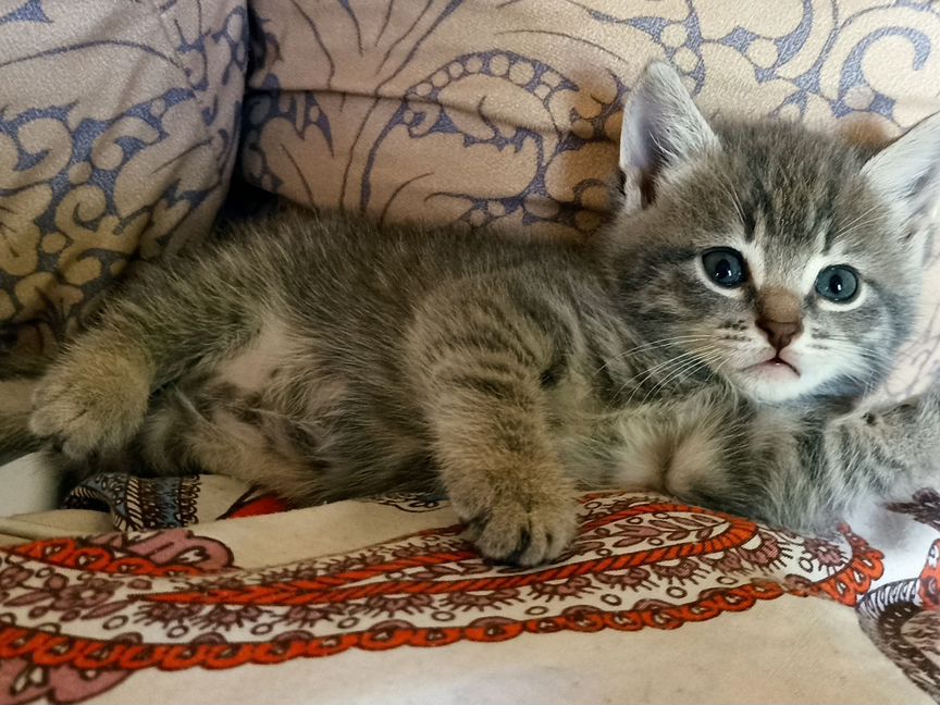 Кошка