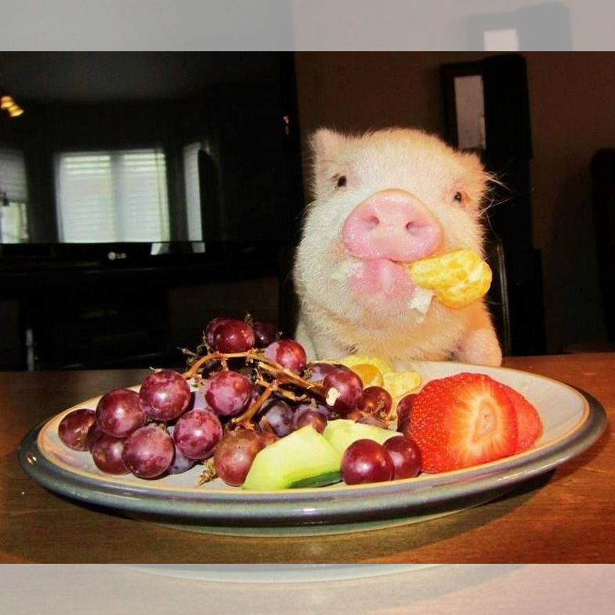 Продукты на корм животным