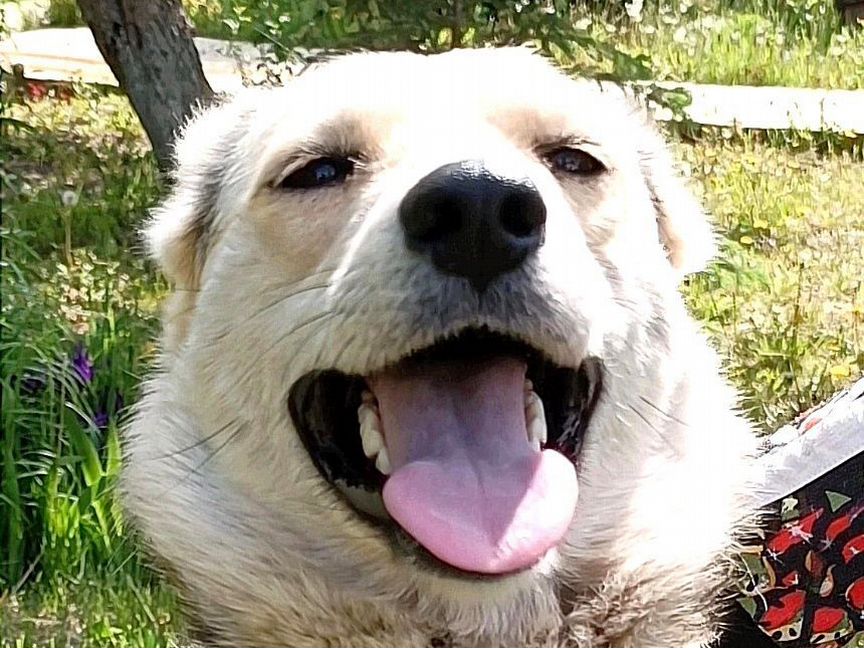 Собака улыбака в добрые руки