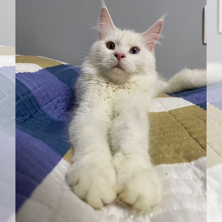 Мейн-кун котёнок