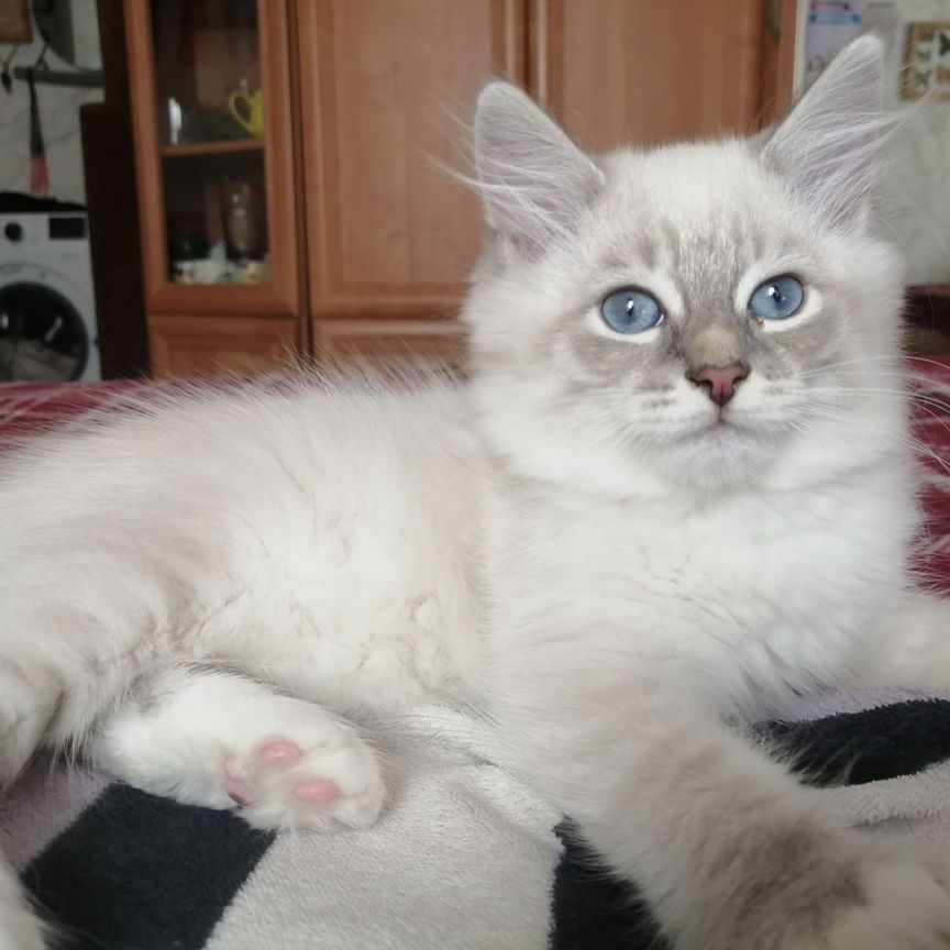 Кот вязка