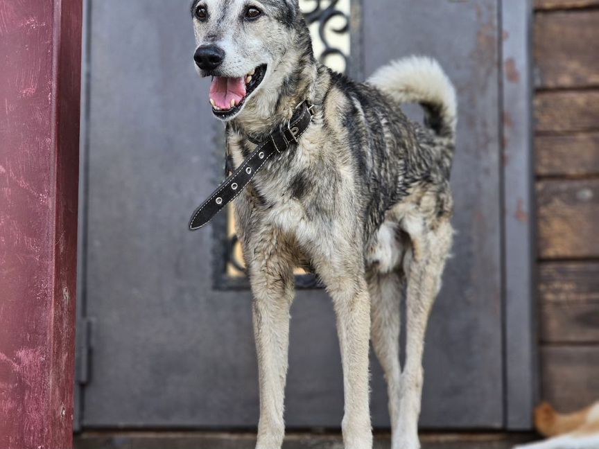 Собака в добрые руки