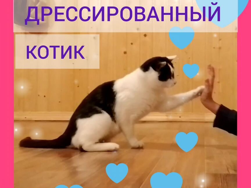 Дрессированный котик. Котенок Кошечка Кошка