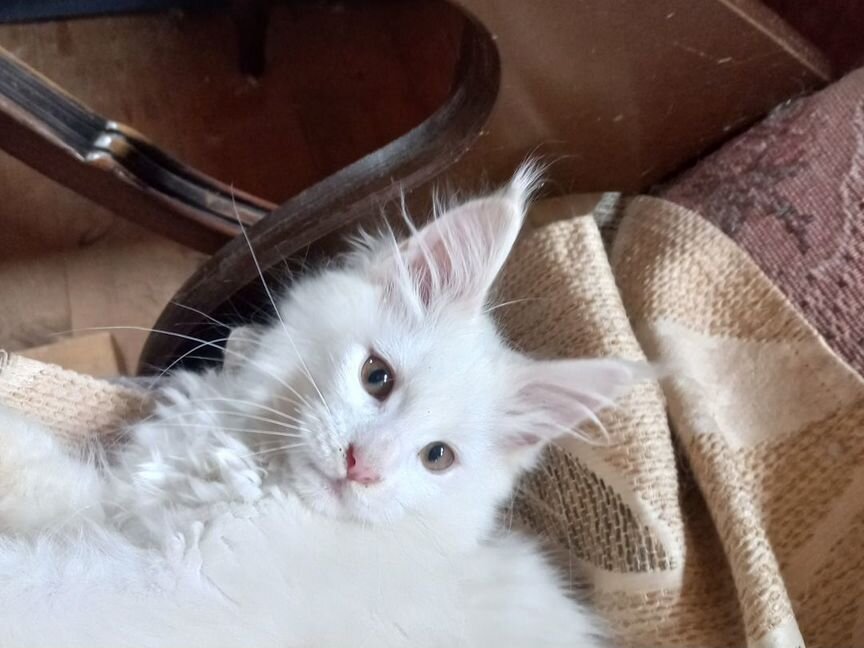 Котенок мейн-кун белоснежный