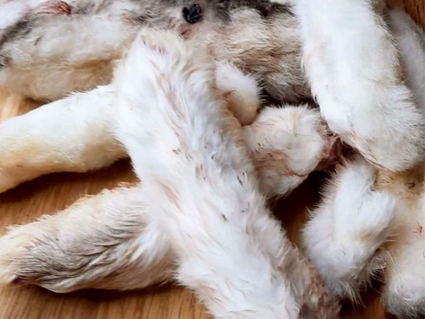 Лакомство уши и лапы кролика