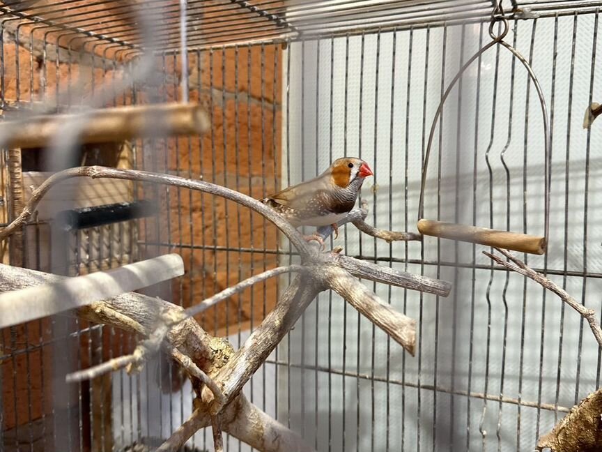 Зебровые амадины