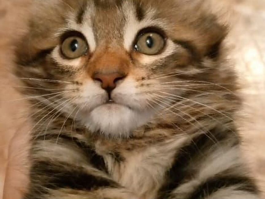 Котятёнок мейн-кун