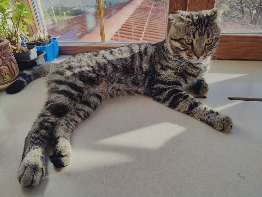 Рисилсь ктята от наших кошек ролились 12.10.23