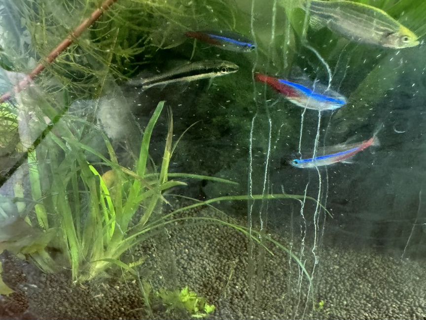 Обмен или символичиская оплата