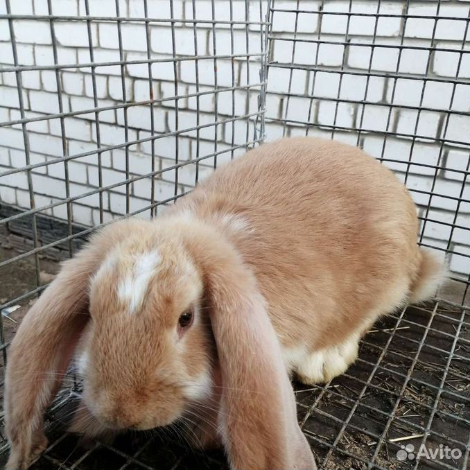 Кролик-самец французский баран