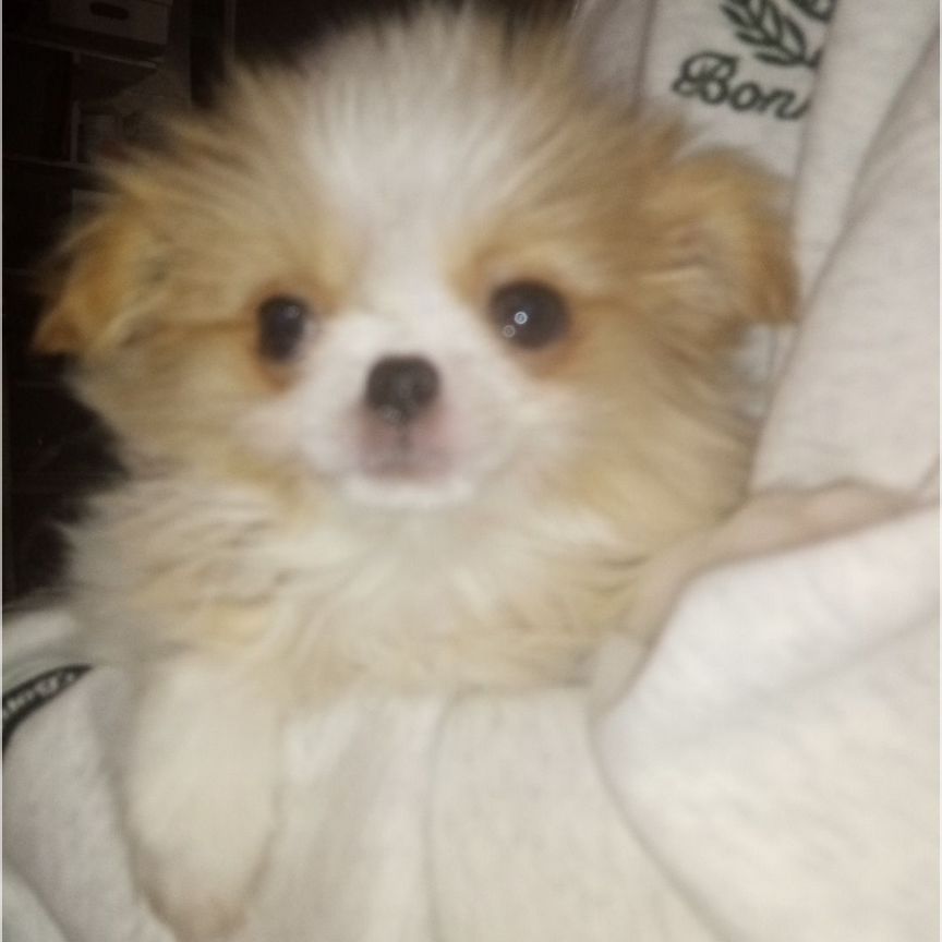 Ши-тцу, щенок