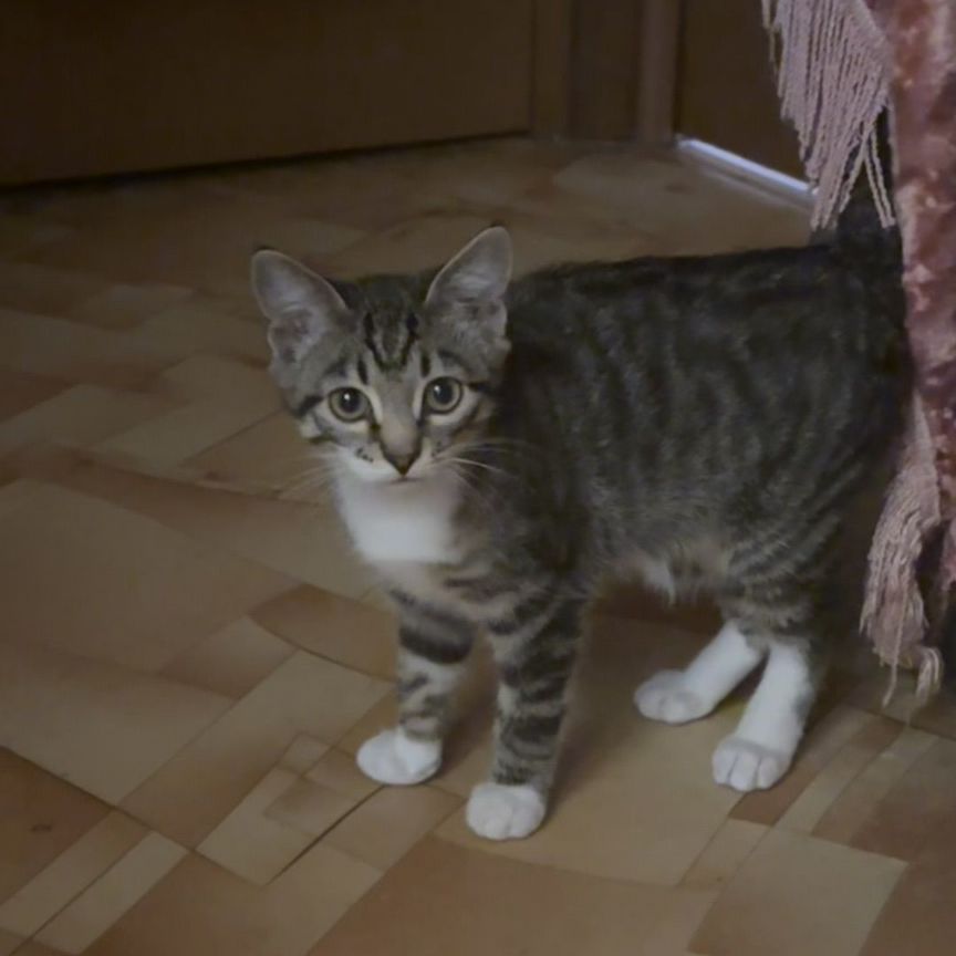Кошечка
