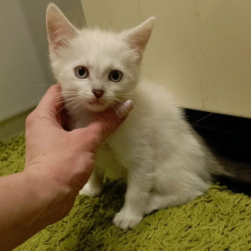 Невский маскарадный котёнок