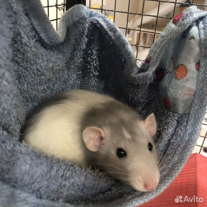 Декоративная крыса