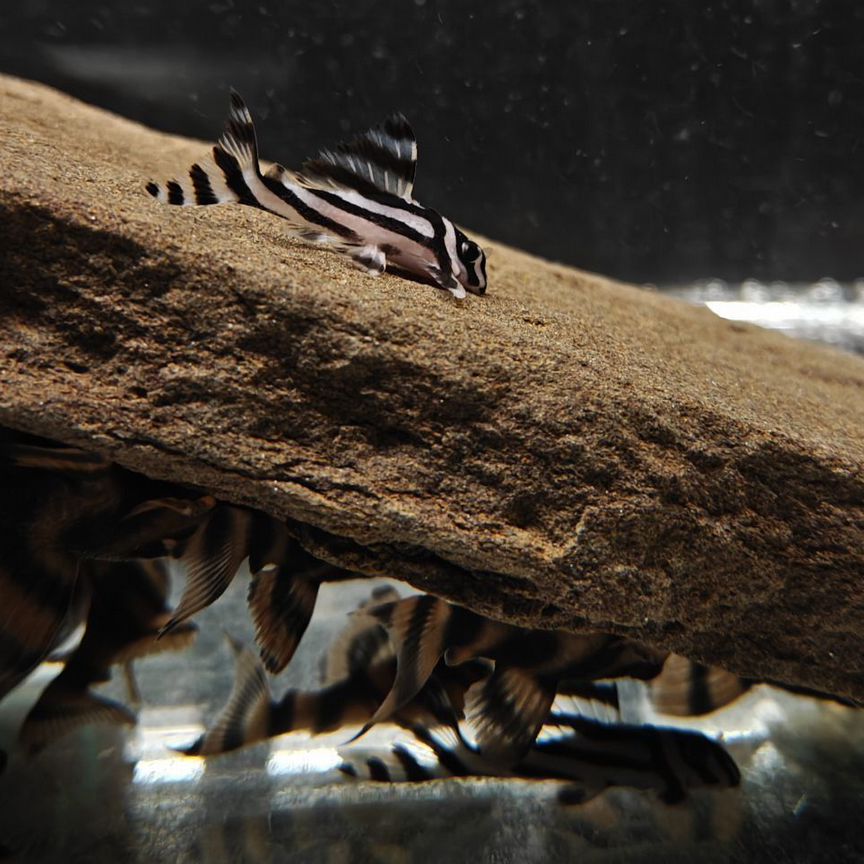 L-046 гипанциструс зебра