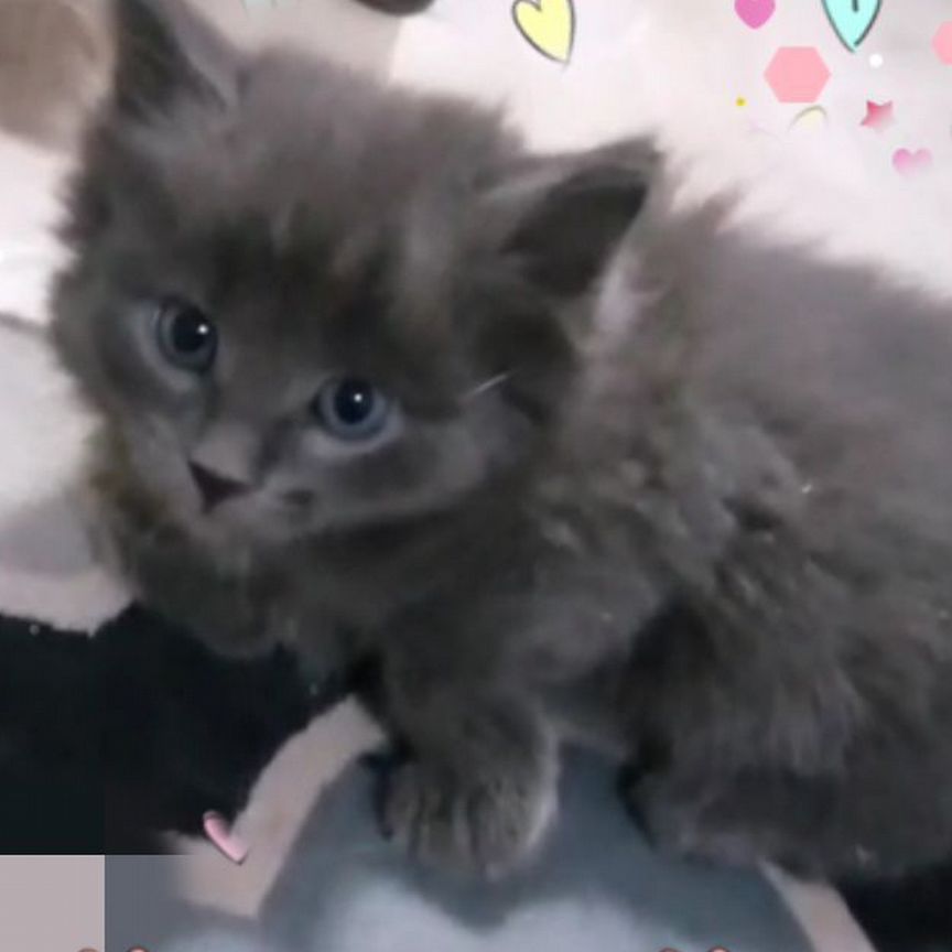 Котёнок в добрые руки