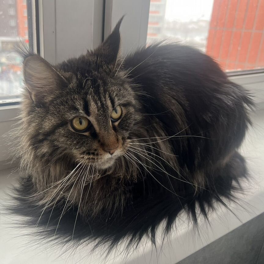 Мейн-кун, взрослая кошка