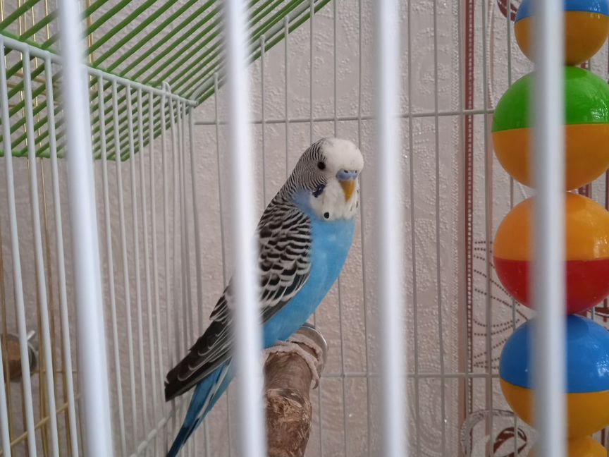 Попугаи волнистые 2шт