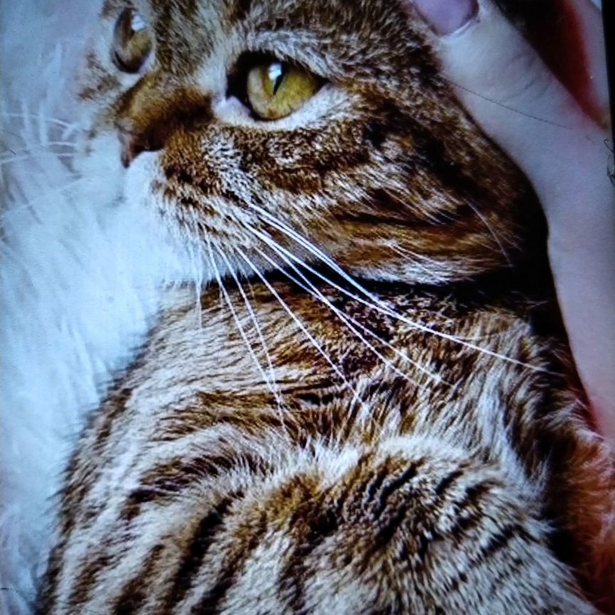 Отдам бесплатно кошечку