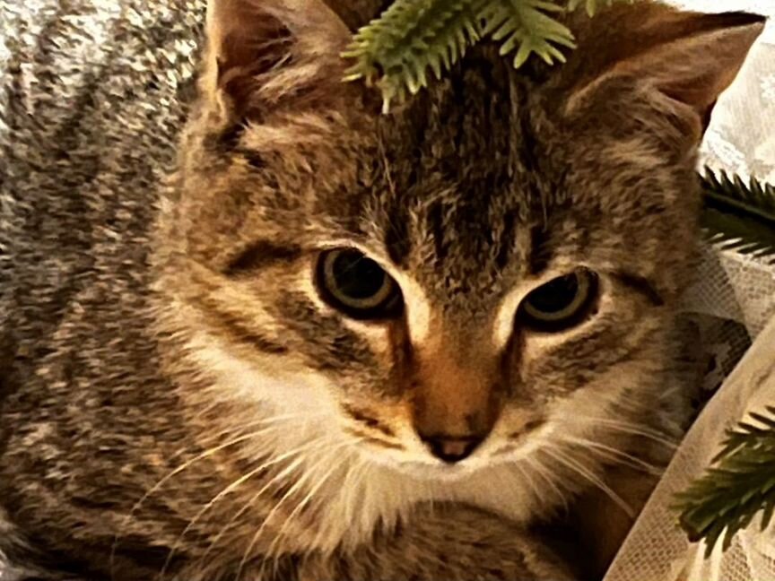 Умный и ласковый котик