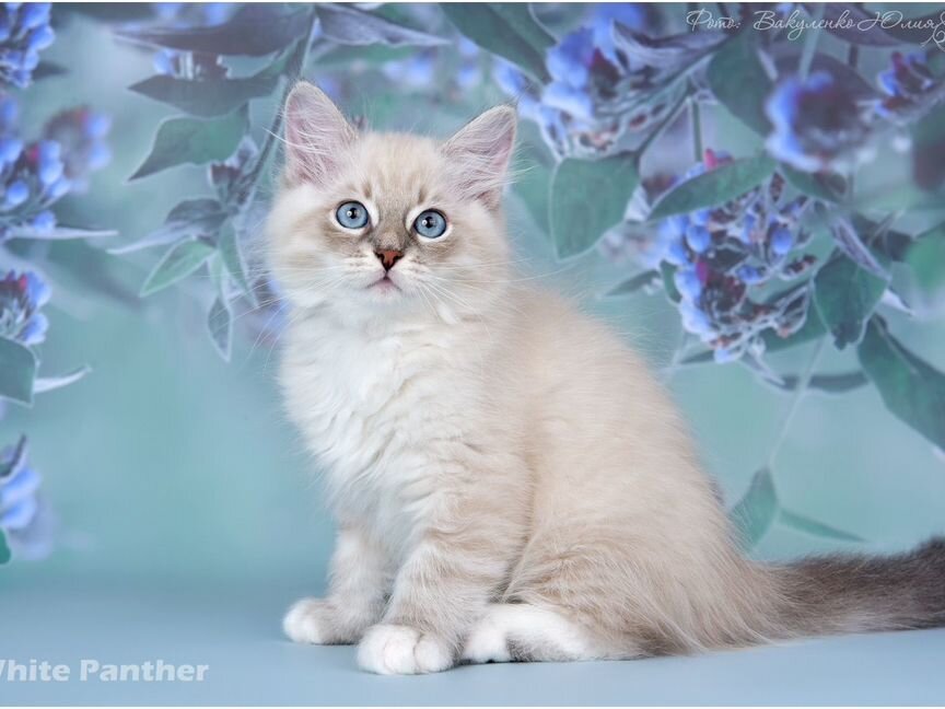 Невская маскарадная котенок