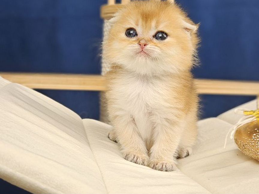 Красавчик скоттиш фолд