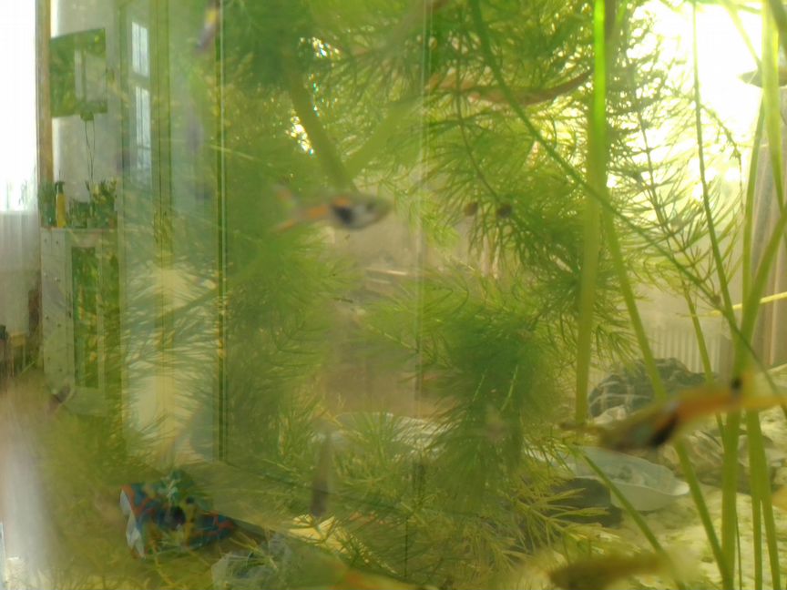 Рыбки гуппи