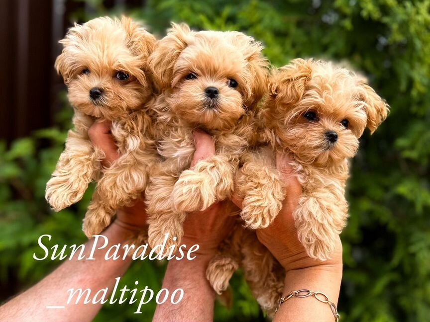 Мальтипу Корея. Микро Беби Фейс