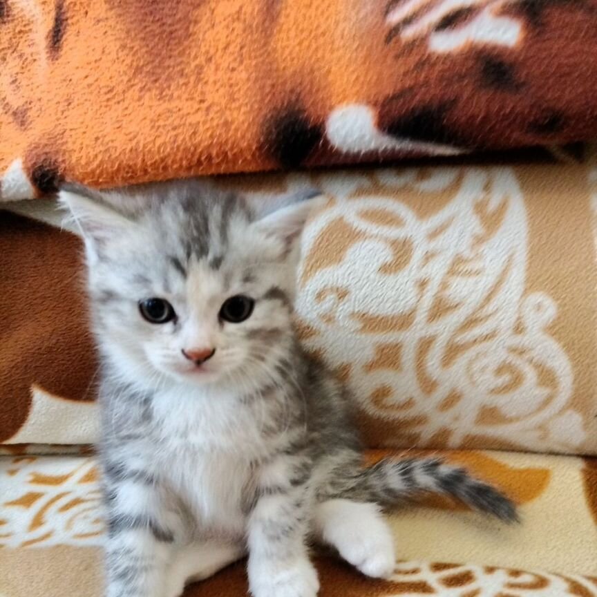 Котята в добрые руки бесплатно
