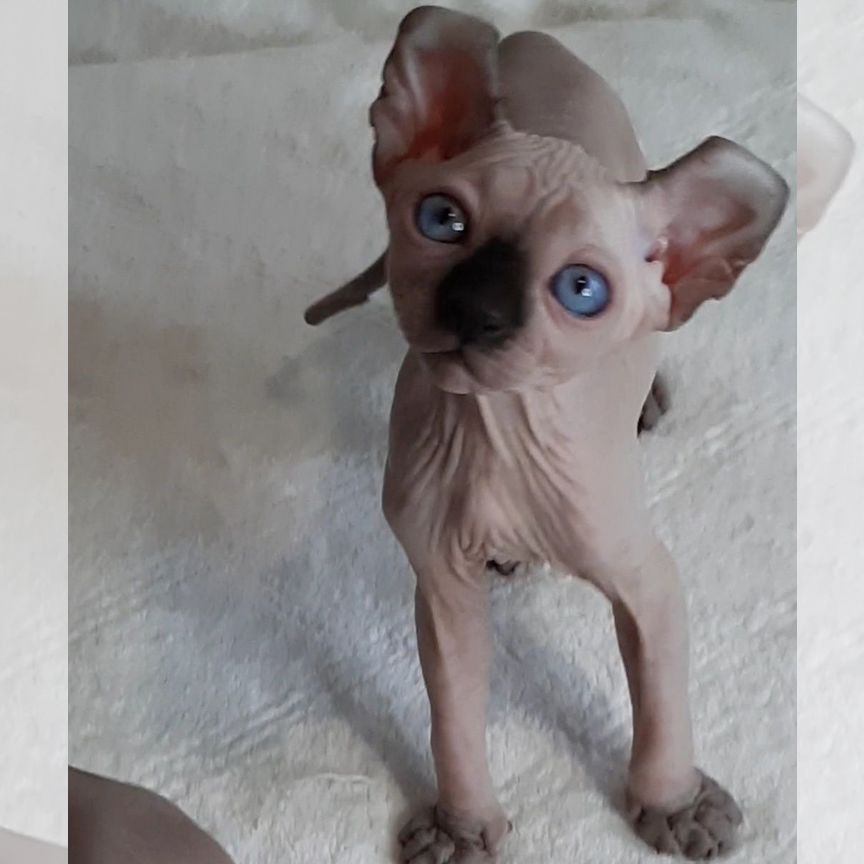 Канадский сфинкс эльф котенок