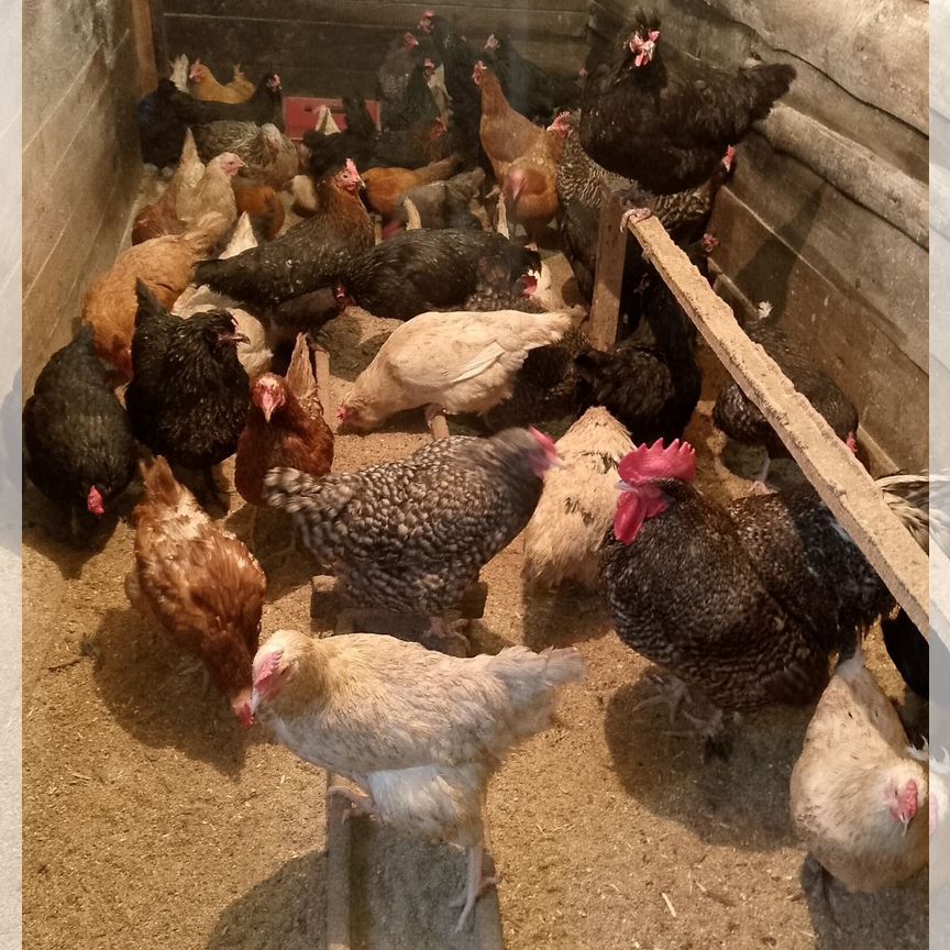 Куры несушки домашние