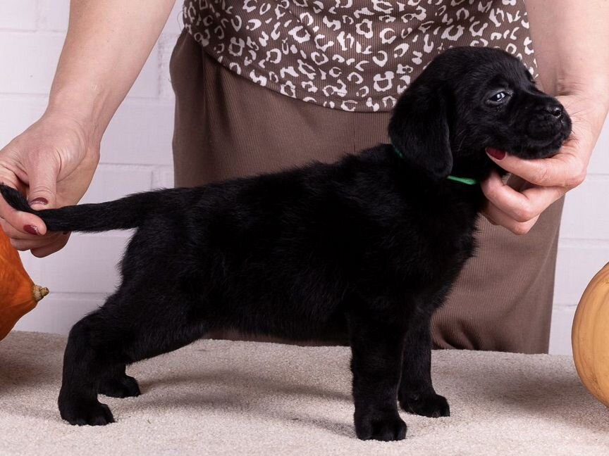 Лабрадор ретривер