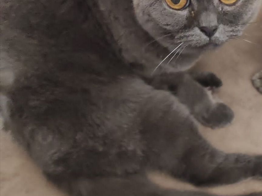 Кошечка в добрые руки