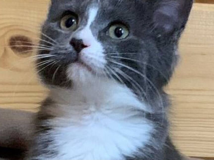 Дымка в добрые руки