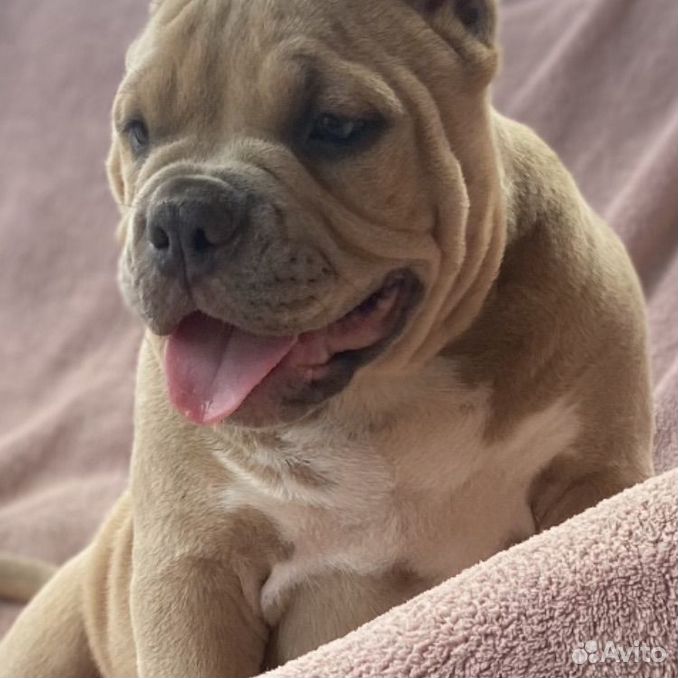 Девчонка Американского булли