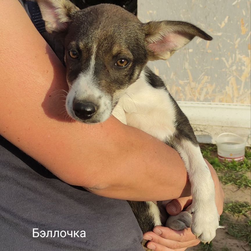 Щенки в добрые руки