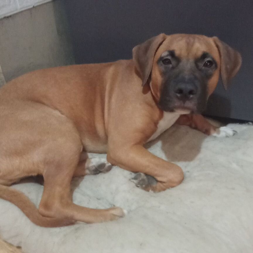 Стаффордширский бультерьер, щенок