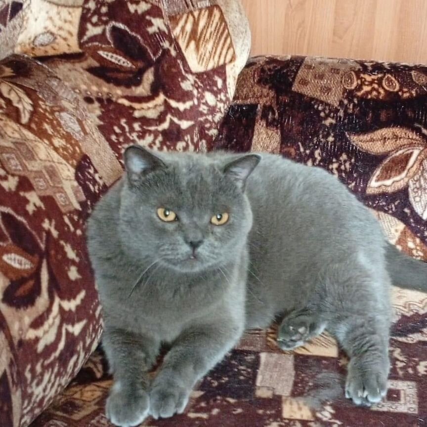 Кошка сладкий пирожок