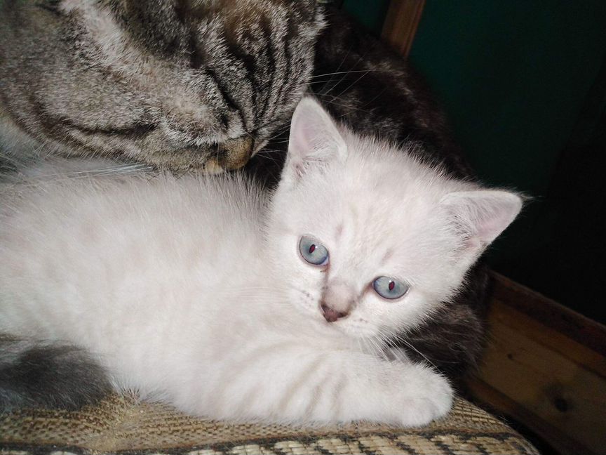 Шотландские котята