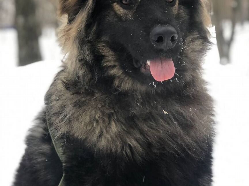 Пушок собака в добрые руки