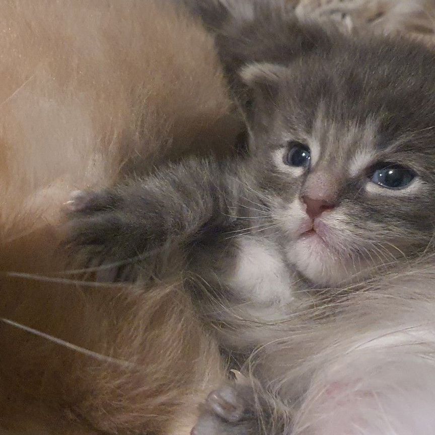 Котята мейн-кун