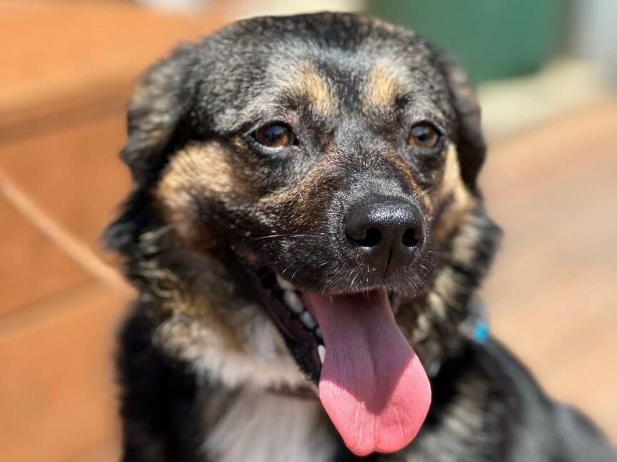 Маленькая спокойная собачка в добрые руки ищет дом