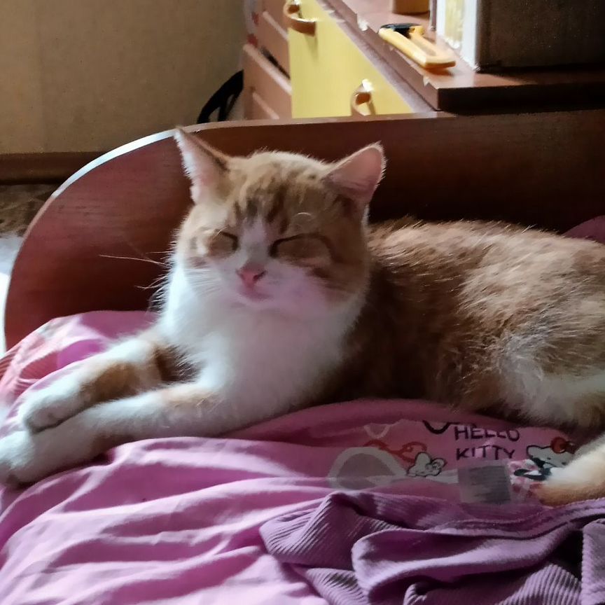 Кот