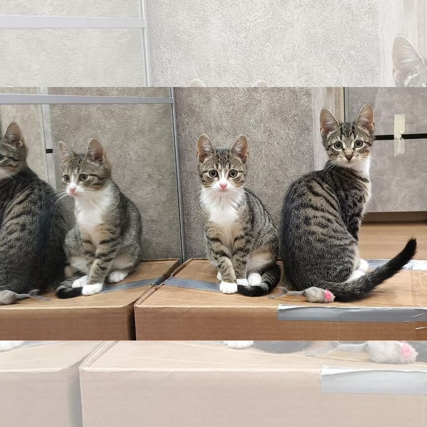 Котята в добрые руки