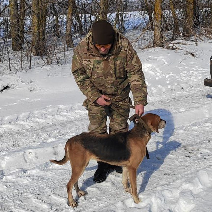 Русская гончая рабочая