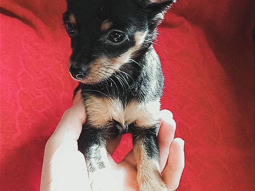 Щенки тойтерьер